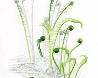 Fiddle-head Fern Botanical Watercolor Print - Etsy