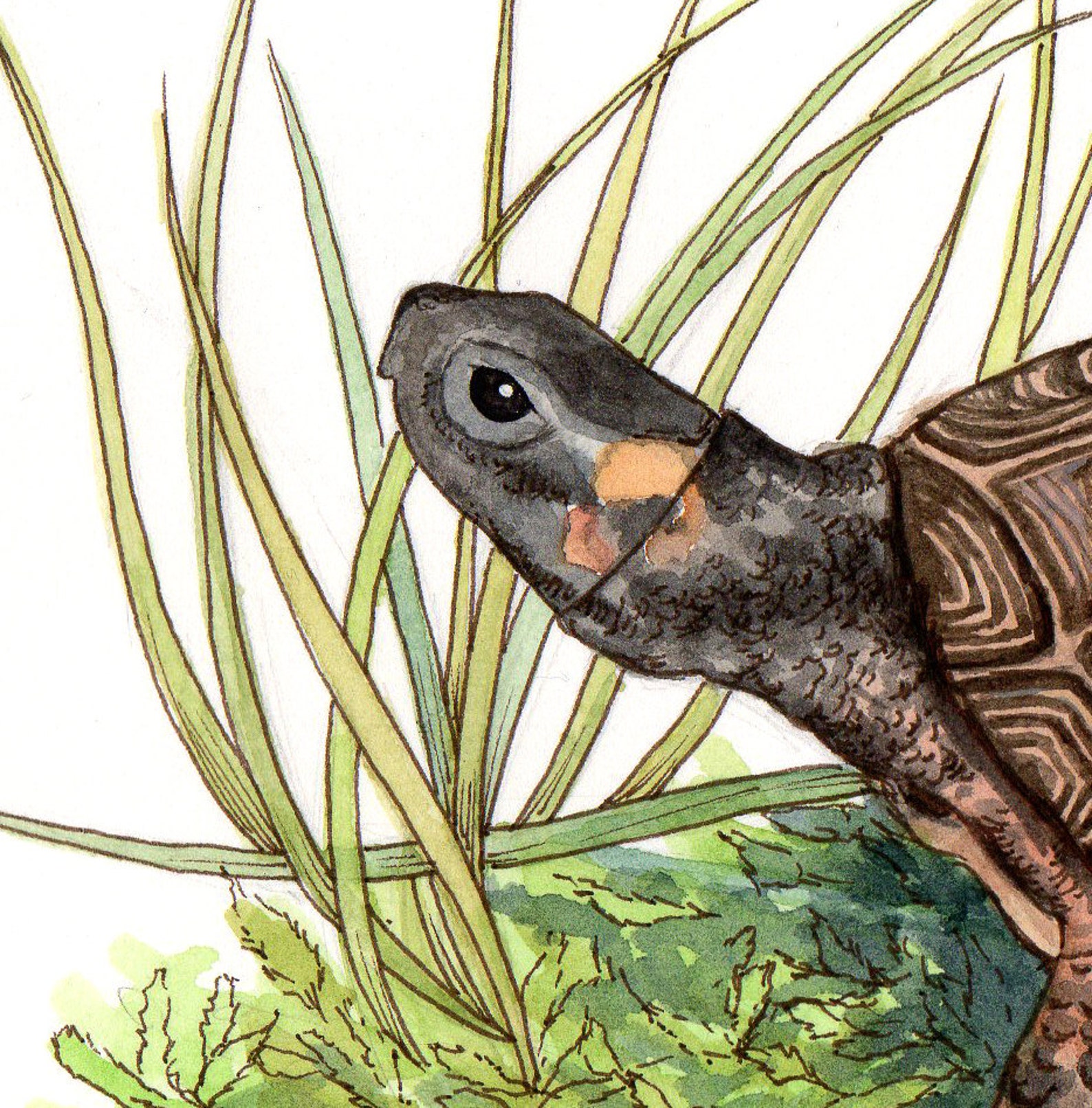 Bog Turtle Print - Etsy