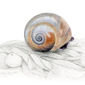Moon Snail Print - Etsy