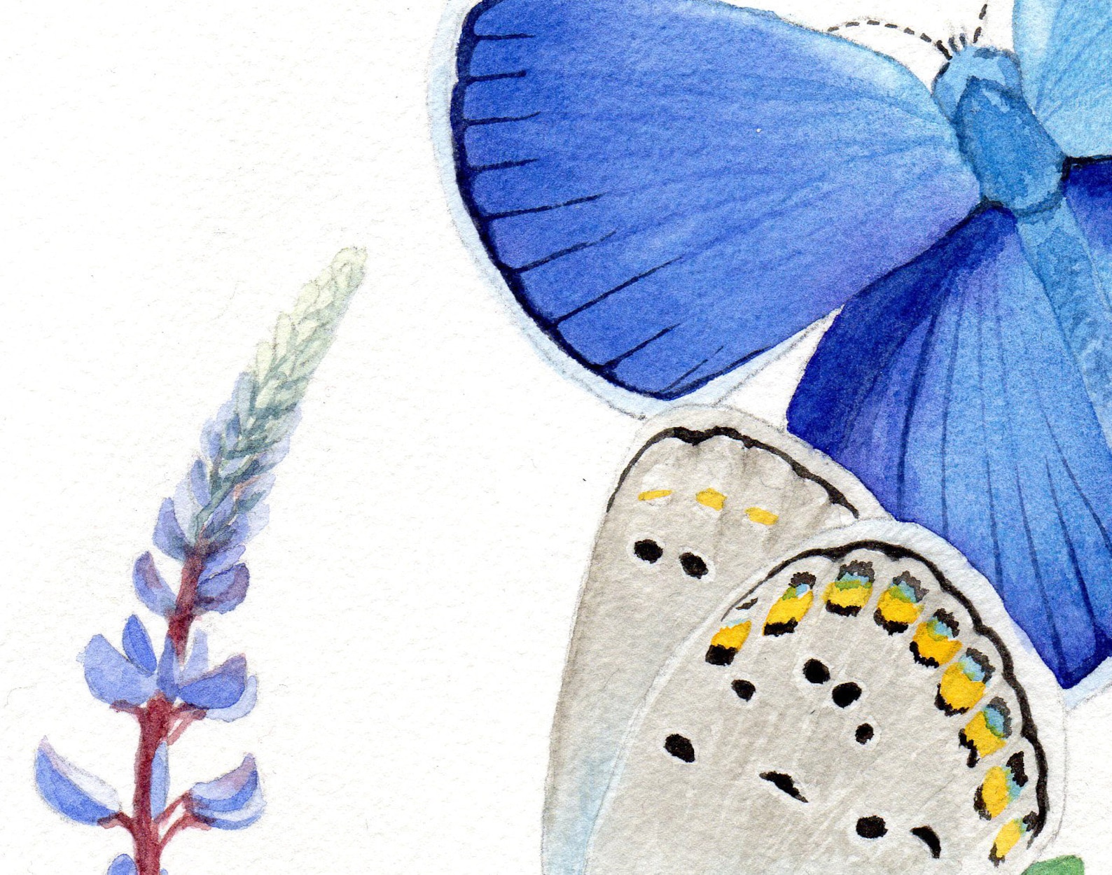 Karner Blue Butterfly & Wild Lupin Print - Etsy