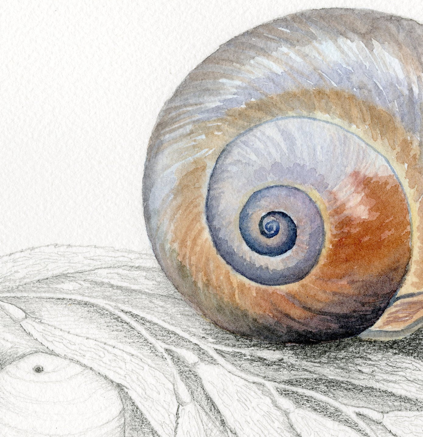 Moon Snail Print - Etsy