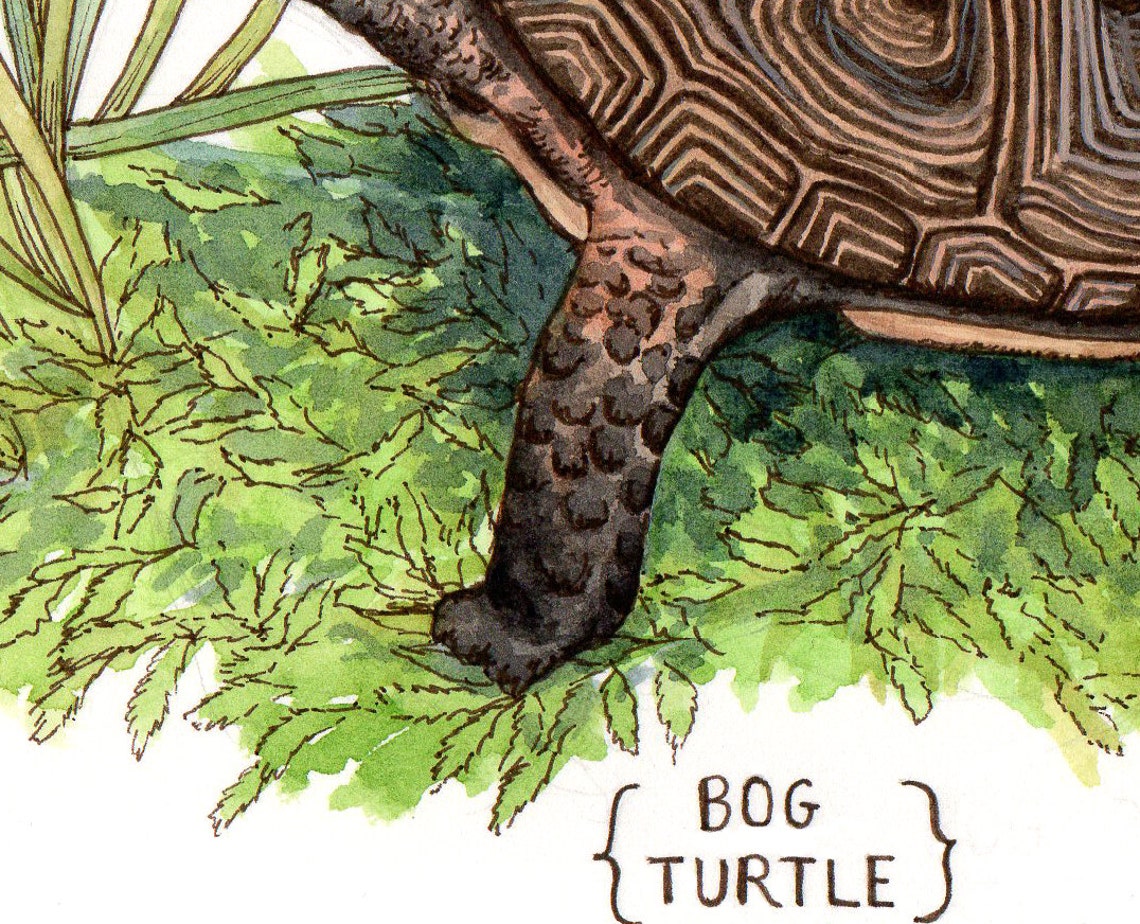 Bog Turtle Print - Etsy