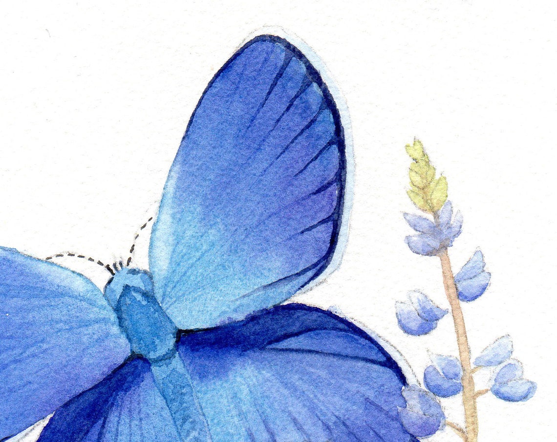 Karner Blue Butterfly & Wild Lupin Print - Etsy