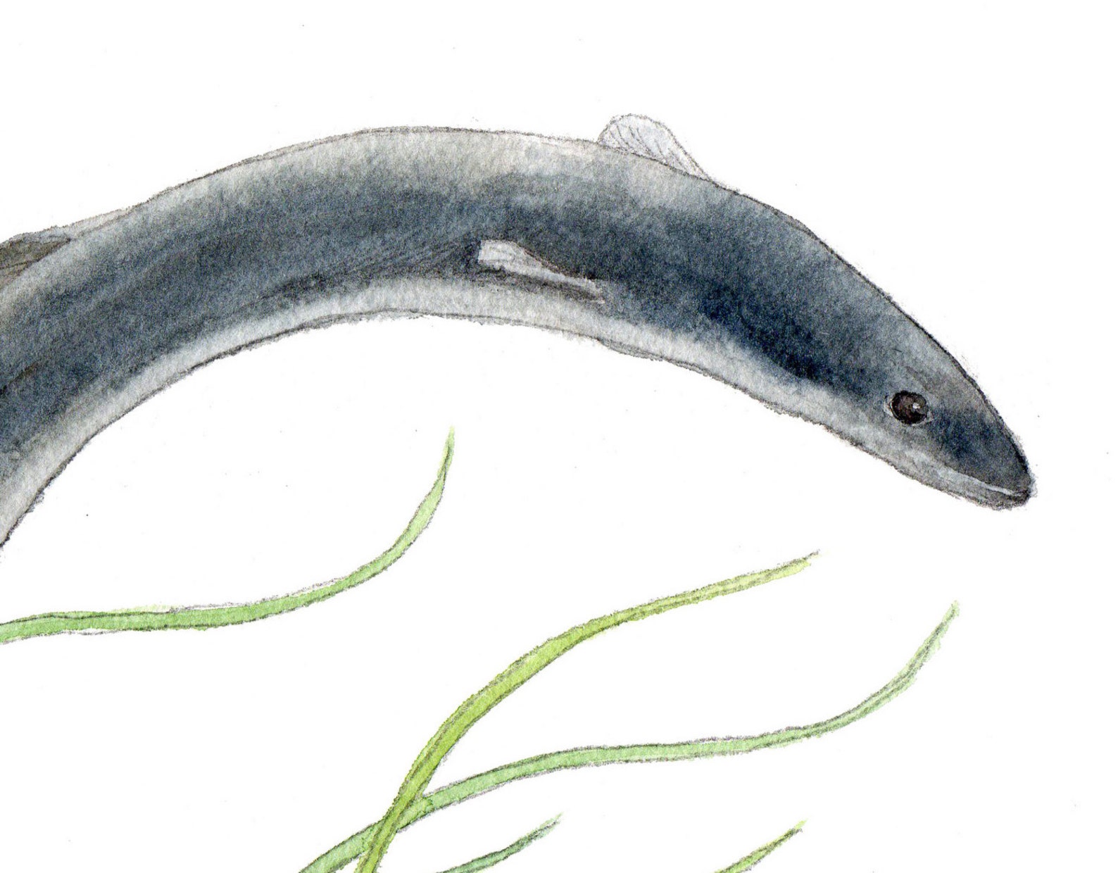 American Eel Watercolor Print - Etsy