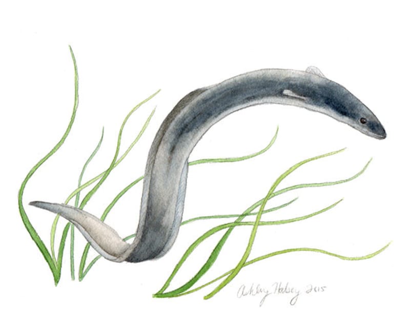 American Eel Watercolor Print - Etsy