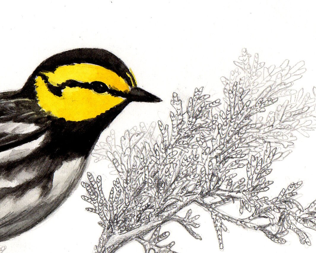Golden-cheeked Warbler Print - Etsy