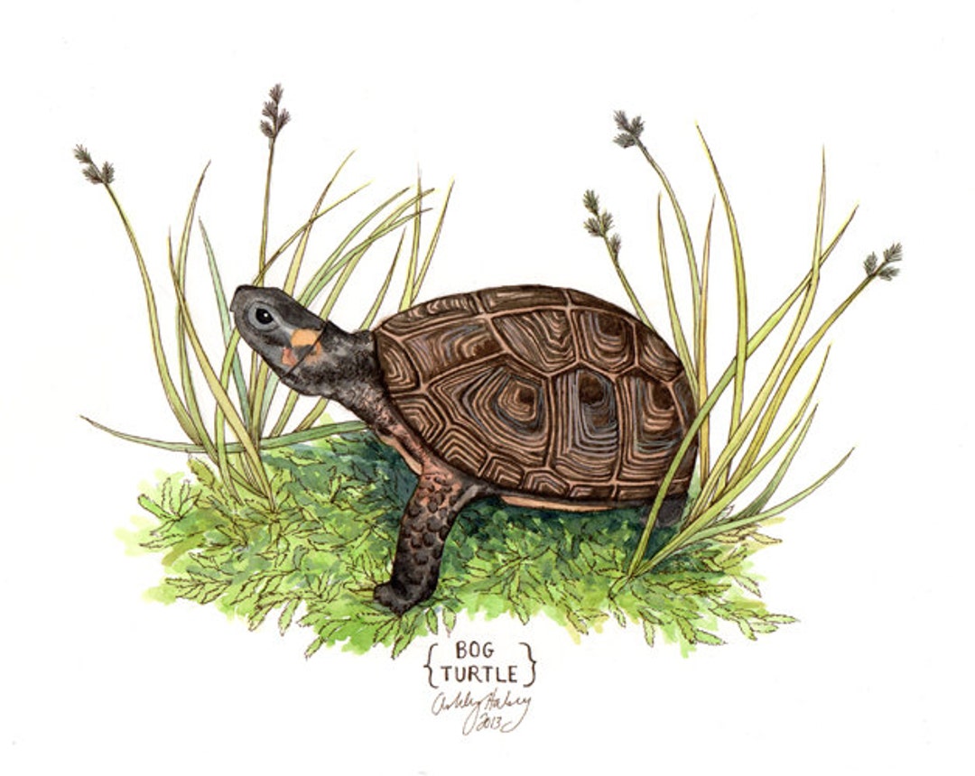 Bog Turtle Print - Etsy