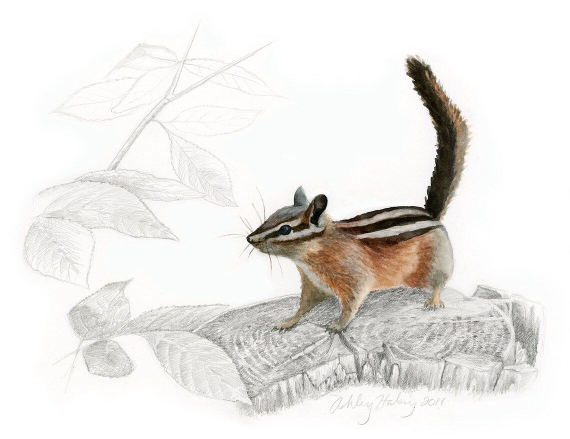 Chipmunk Print - Etsy