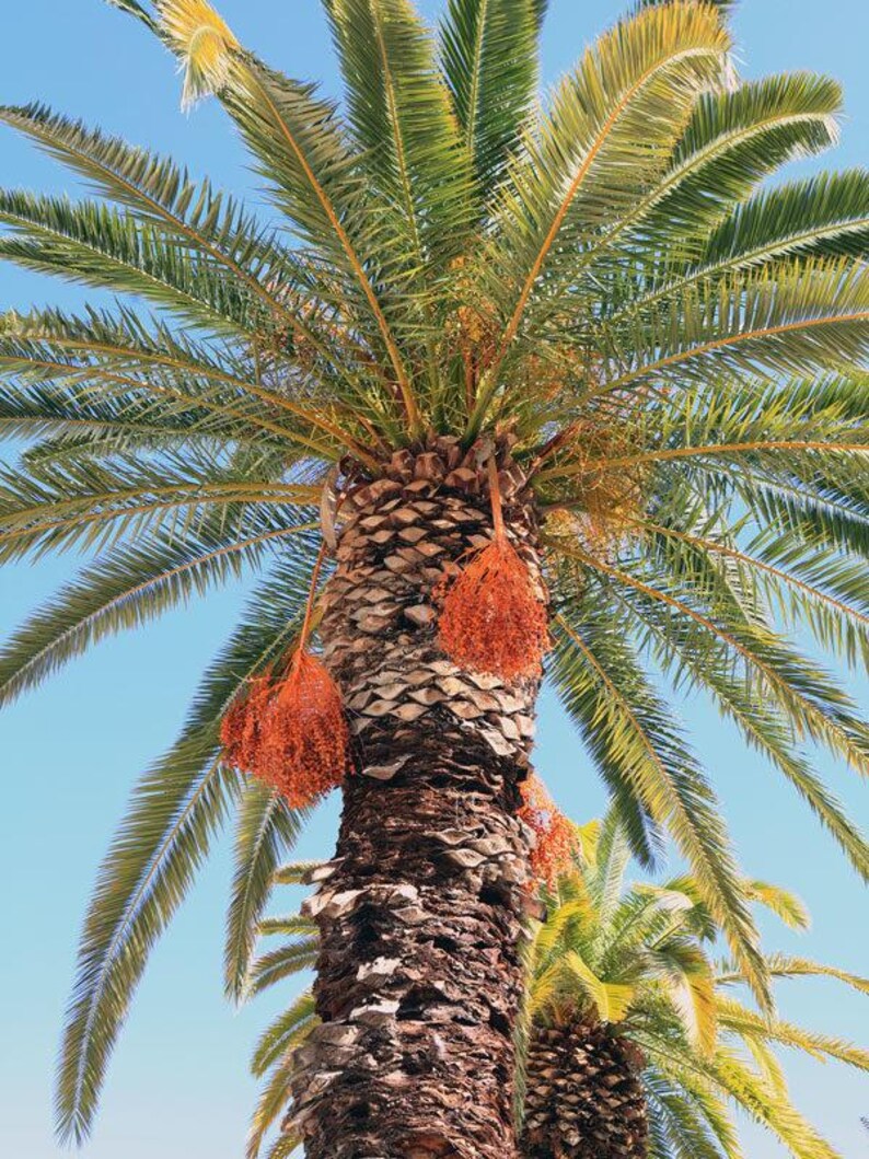 Rare - Cold Hardy 10F - Cretan Date Palm - Greek Island Exotic ...