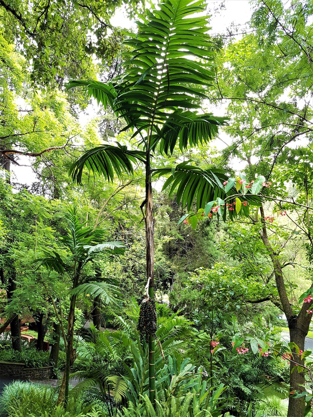 Rare - Pacaya Palm - Chamaedorea Tepejilote Seeds- Fresh - Fast Growing ...