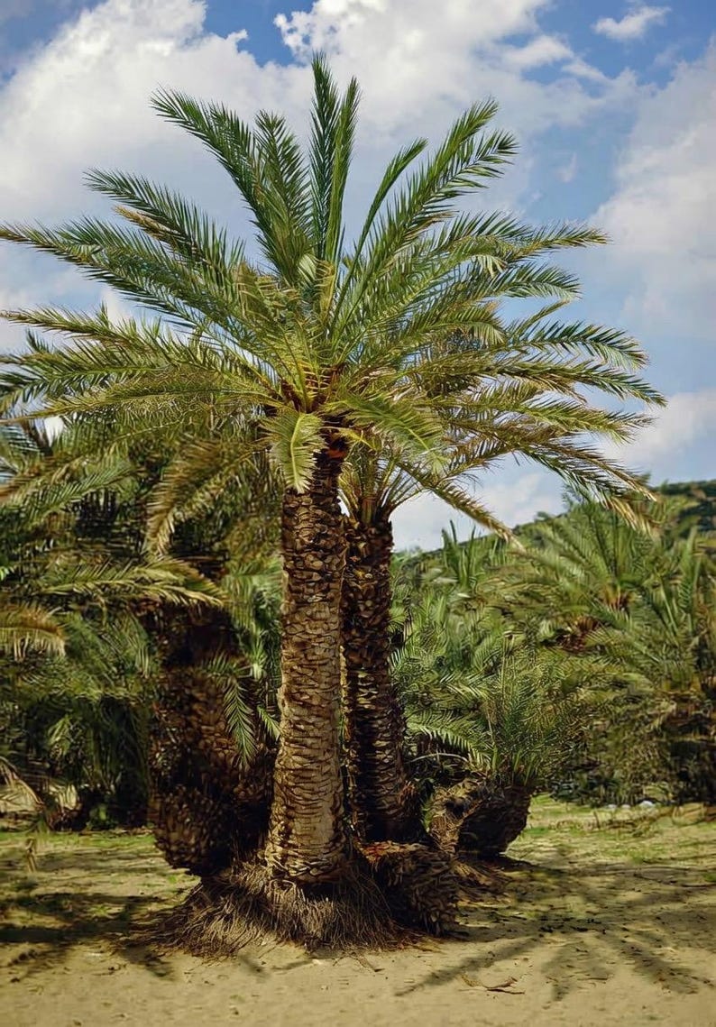 Rare - Cold Hardy 10F - Cretan Date Palm - Greek Island Exotic ...