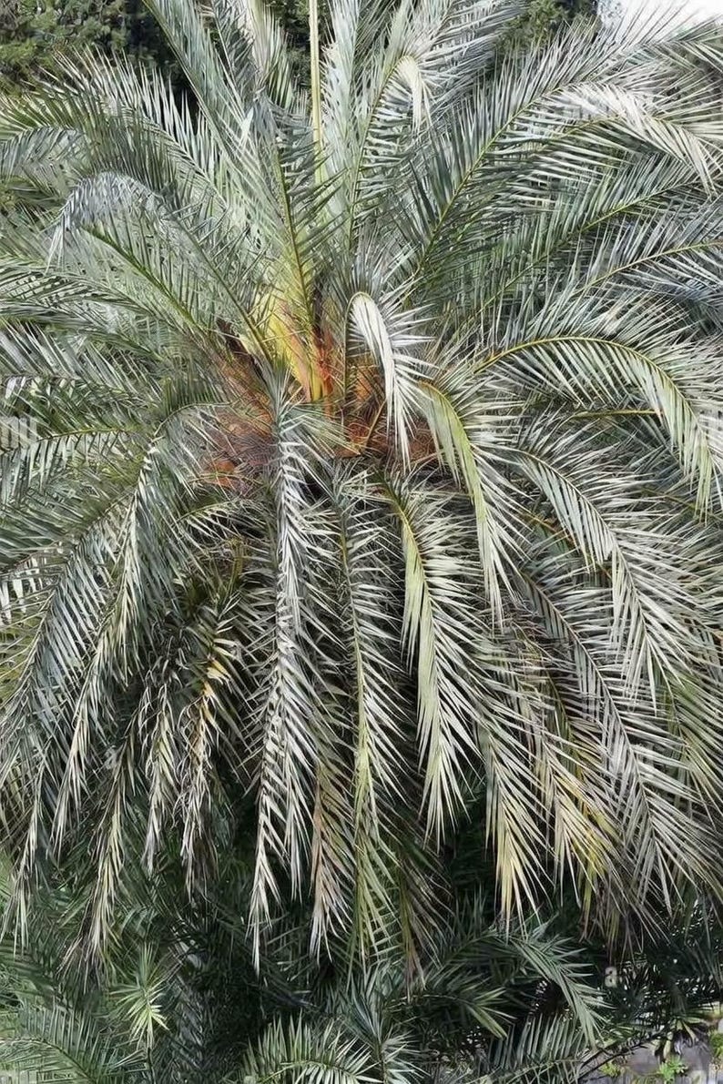 Rare - Cold Hardy 10F - Cretan Date Palm - Greek Island Exotic ...