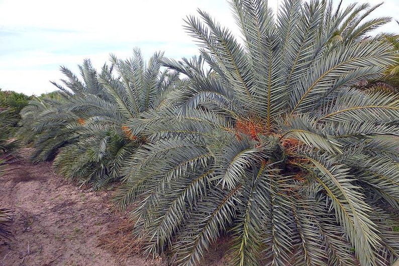 LIVE - Cold Hardy 10F - Rare - Cretan Date Palm - Greek Island Exotic ...