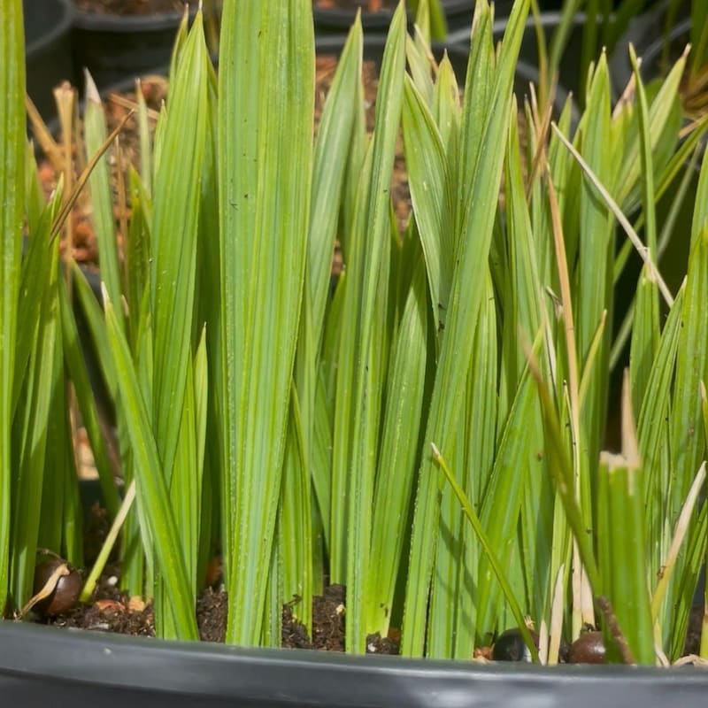Fan Palm Seeds - Etsy - Page 2