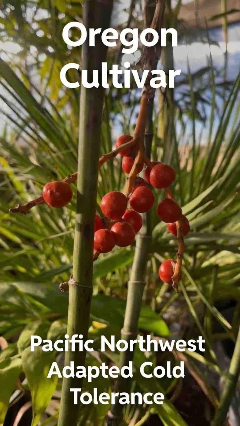 Cold Hardy Palm 10F - Oregon Cultivar Seeds - Chamaedorea Microspadix ...