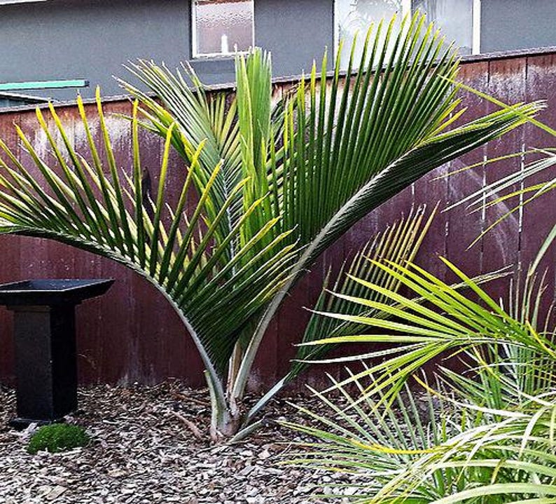 Rare - Norfolk Island Palm Tree - Rhopalostylis Baueri Seeds - Cold ...