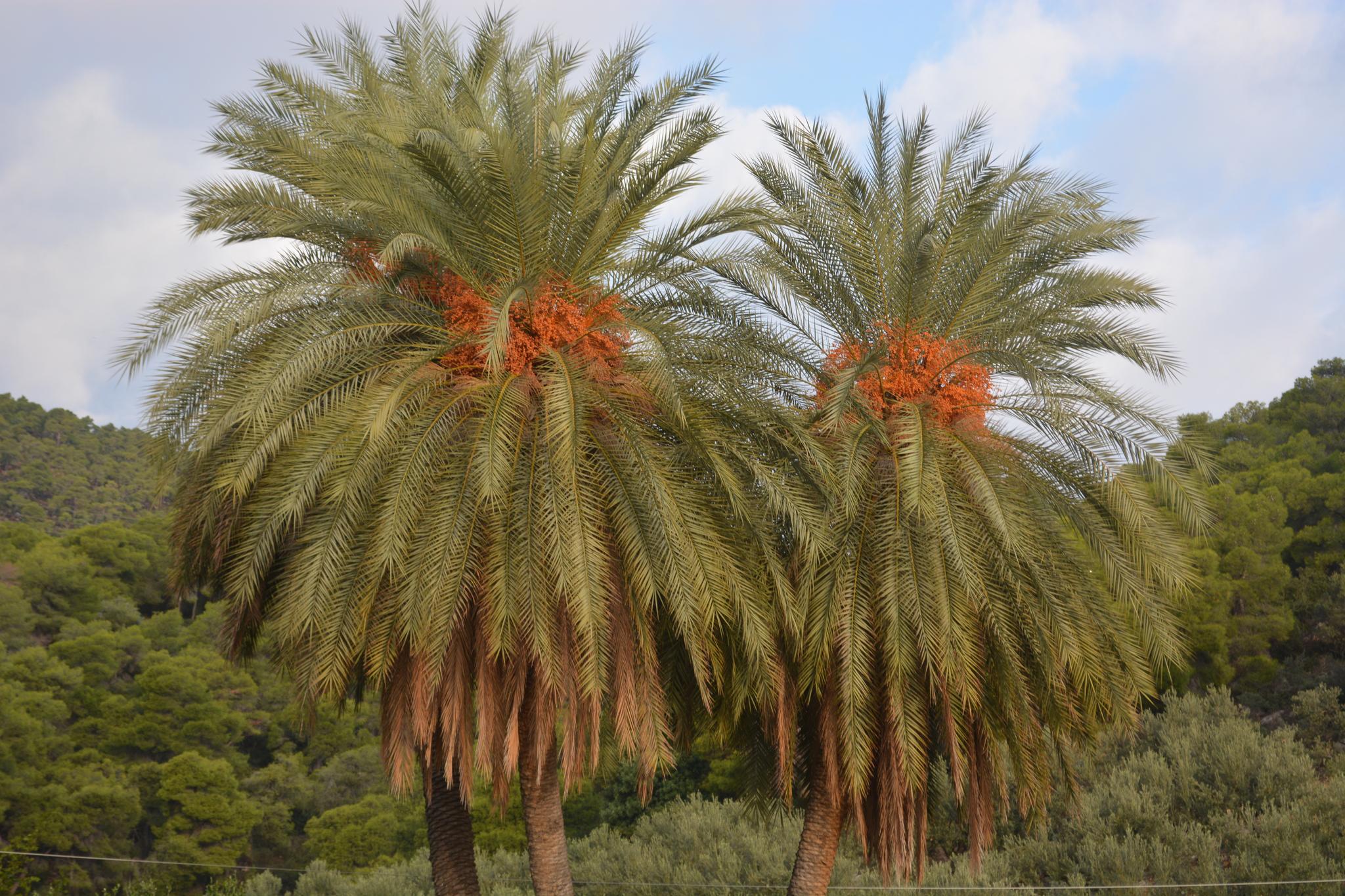 Rare - Cold Hardy 10F - Cretan Date Palm - Greek Island Exotic ...