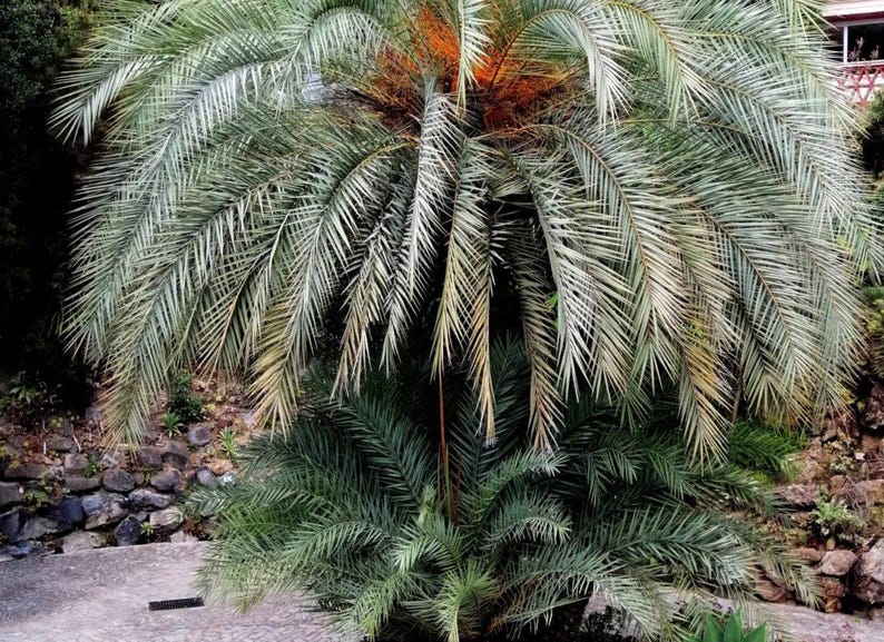Rare - Cold Hardy 10F - Cretan Date Palm - Greek Island Exotic ...