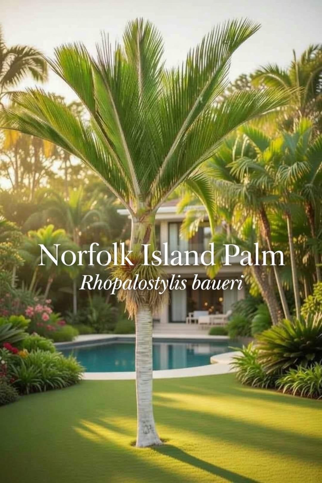 Rare - Norfolk Island Palm Tree - Rhopalostylis Baueri Seeds - Cold ...