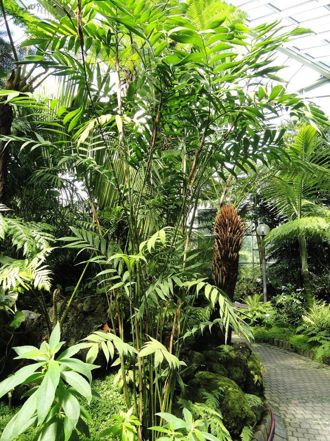 Cold Hardy Palm 10F - Oregon Cultivar Seeds - Chamaedorea Microspadix ...