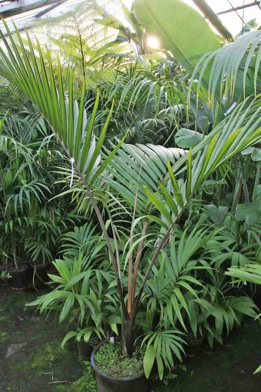 Rare - Norfolk Island Palm Tree - Rhopalostylis Baueri Seeds - Cold ...