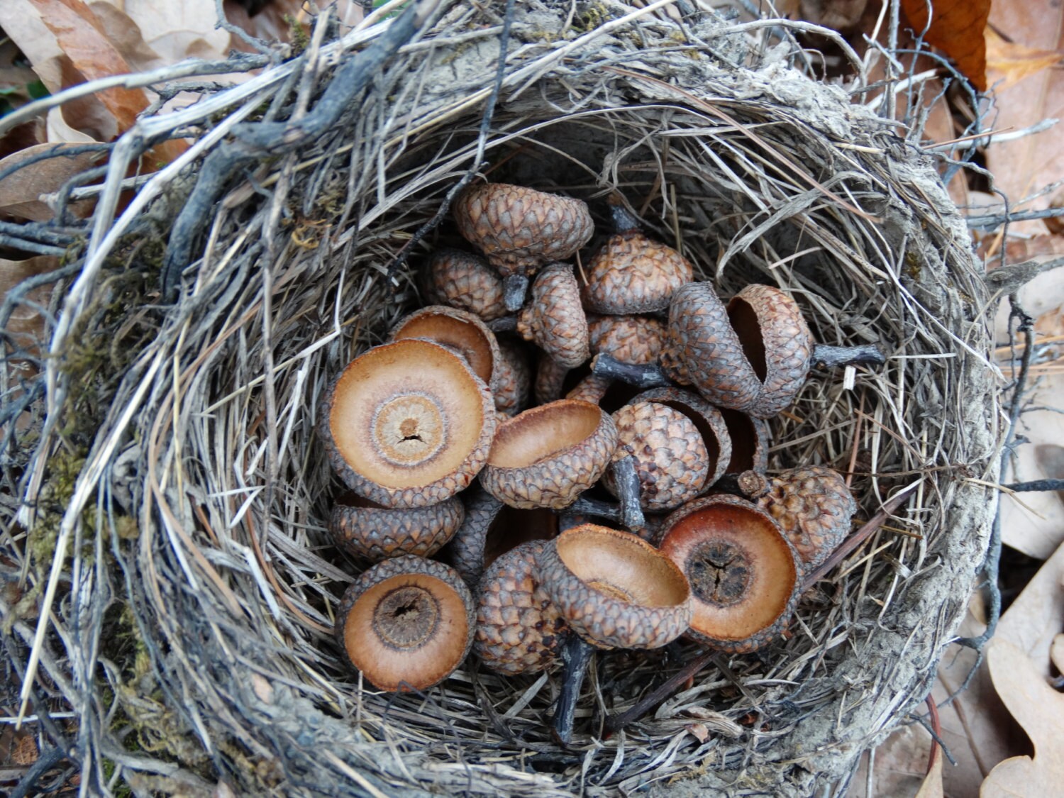 Acorn Caps From Red Oaks - Woodland Supplies - Medium Size - Etsy