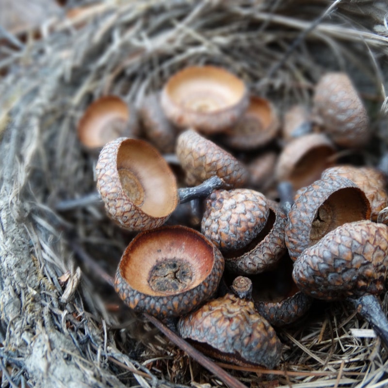 Acorn Caps - Etsy
