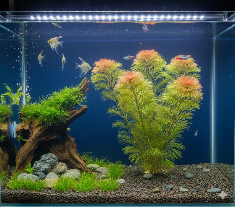 Red Cabomba (cabomba Furcata) Live Aquarium Plant Bundle | 6+ Stems - Etsy