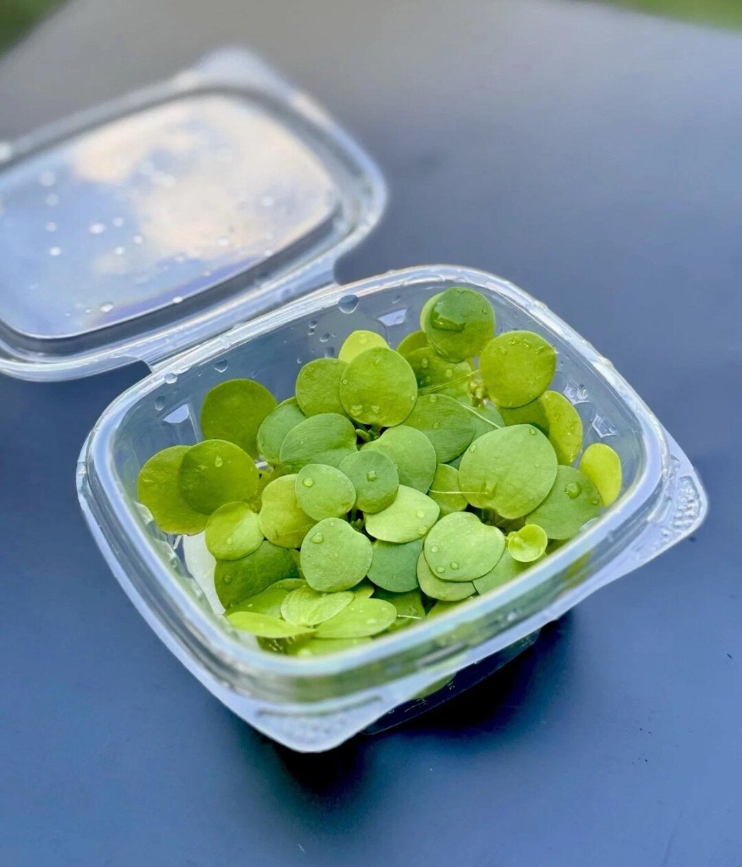 Amazon Frogbit/floating Plant (20+plants, 80+leaves) - Etsy