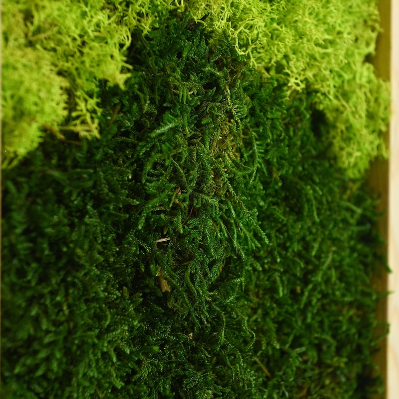Colorful Preserved Moss Wall Art, Vertical Reindeer & Sheet Moss Panel ...