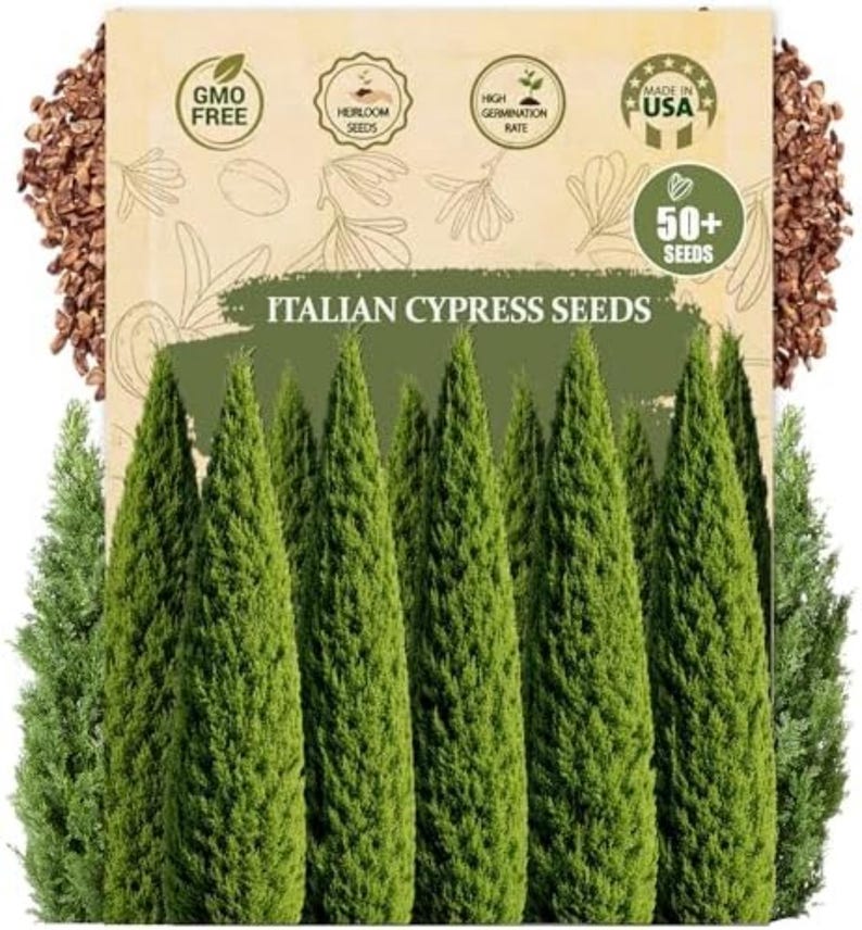 50+ semi di cipresso italiano Cupressus Sempervirens Albero sempreverde ...