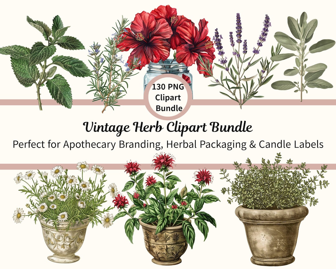 Vintage Herb Clipart Bundle, Botanical Illustration PNG Set, Herbs in ...