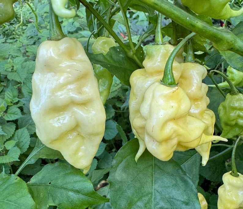 Epic!! 5 White Knight Pepper Plants - Rooted & Healthy!! Ready to Ship ...