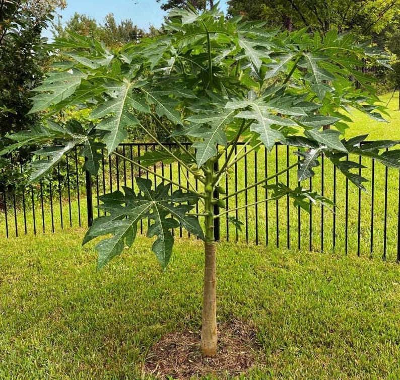 Red Ruby Papaya Plants!! 1-2 Ft Tall!! Rooted and Healthy!! Ready to ...