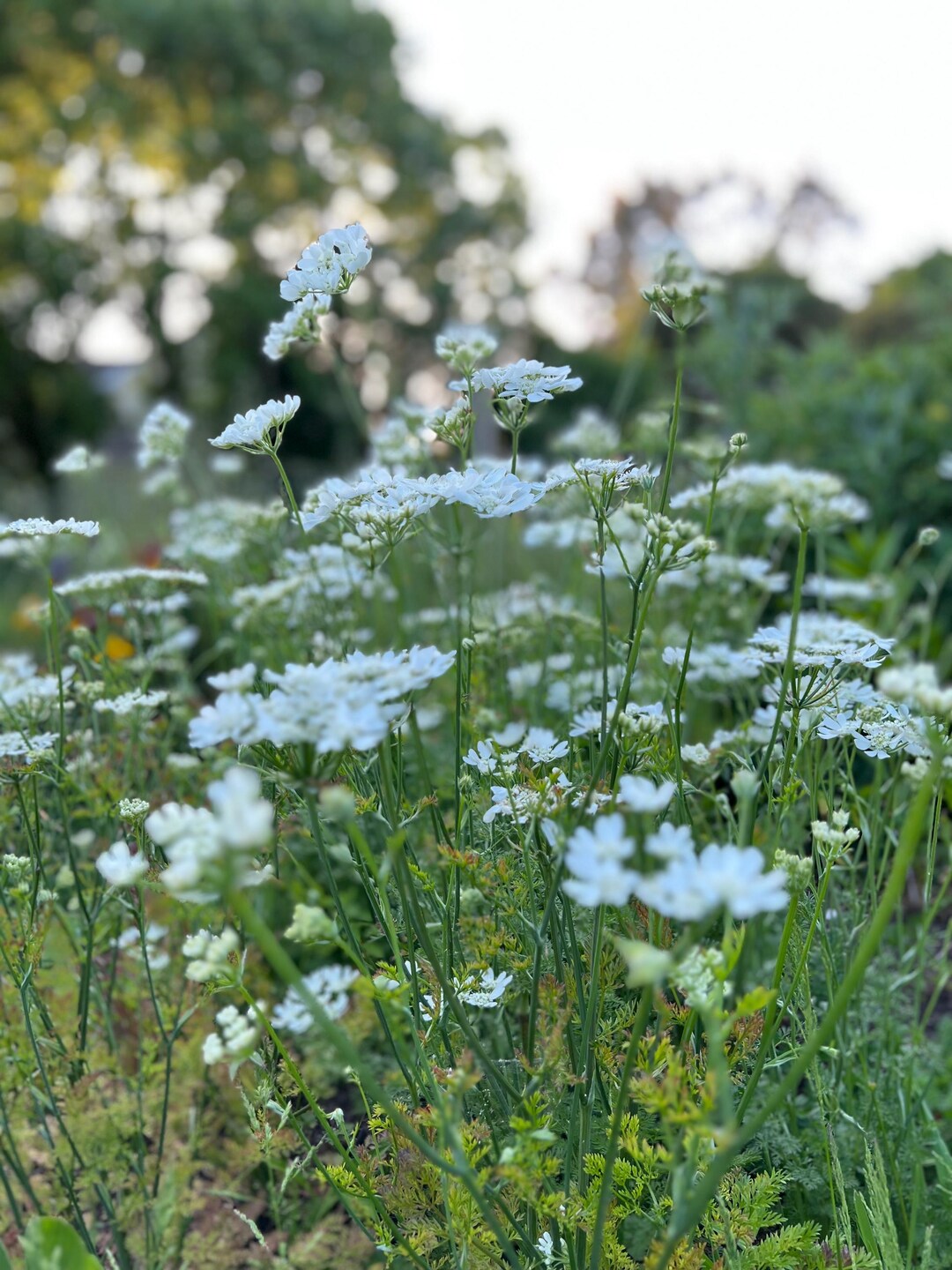 30 Orlaya Grandiflora (white Lace Flower) Seeds - Etsy UK