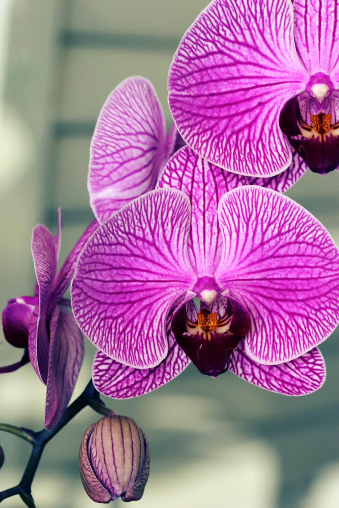 Orchid Photo, Orchid Canvas, Orchid Print, Orchid Art, Purple Orchid ...