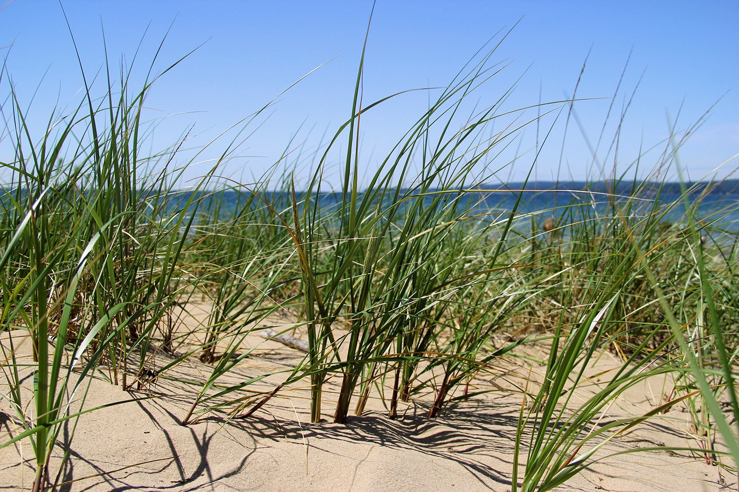 Beach Grass Photo, Beach Grass Print, Beach Grass Canvas, Northern ...