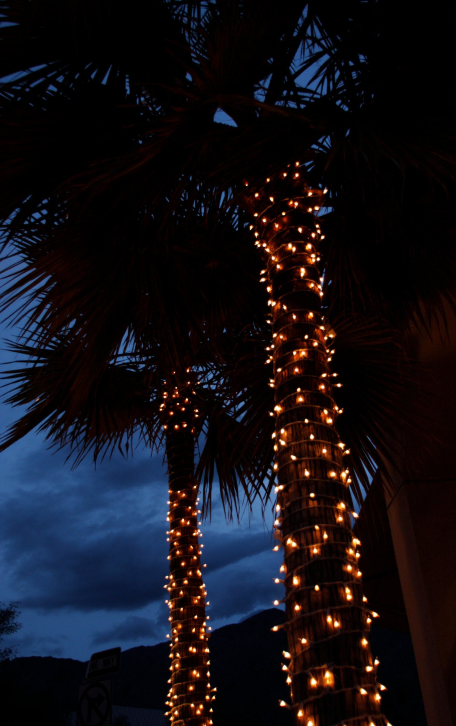 Palm Trees at Night Photo, Palm Tree Print, Palm Tree Canvas, Summer ...