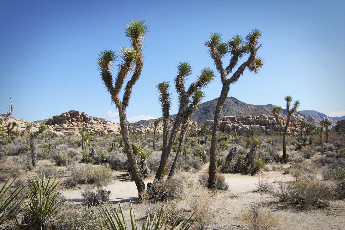 Joshua Tree Photo Joshua Tree Canvas Joshua Tree Print - Etsy