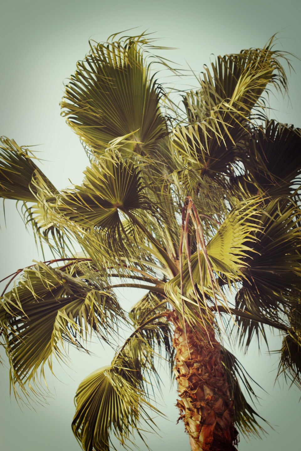 Palm Tree Print, Palm Tree Canvas, Tropical Photo, Southern California ...