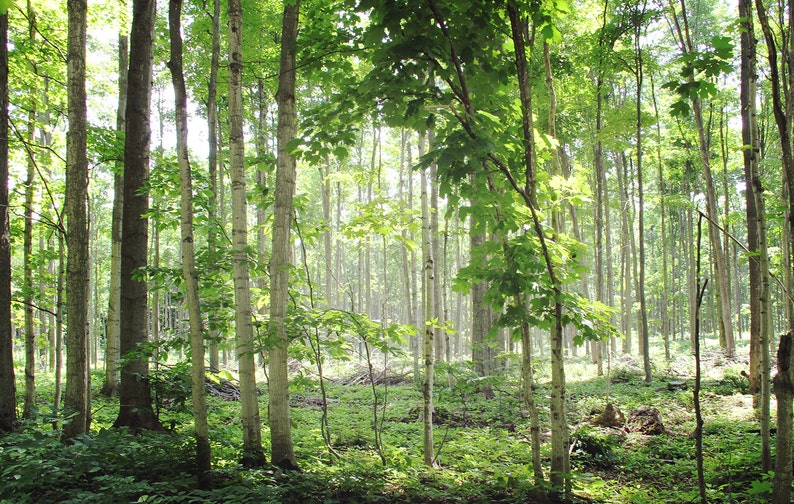 Forest Print, Forest Canvas, Forest Photo, Trees Canvas, Trees Print ...