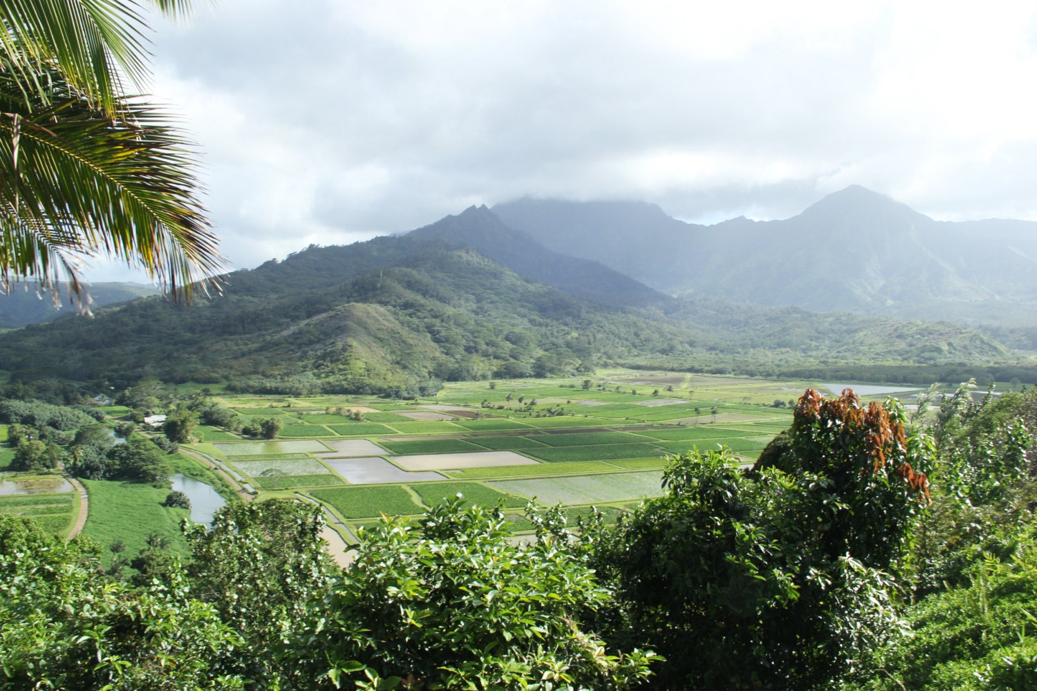 Hanalei Print, Hanalei Art, Hanalei Taro Fields Photo, Hanalei Kauai ...