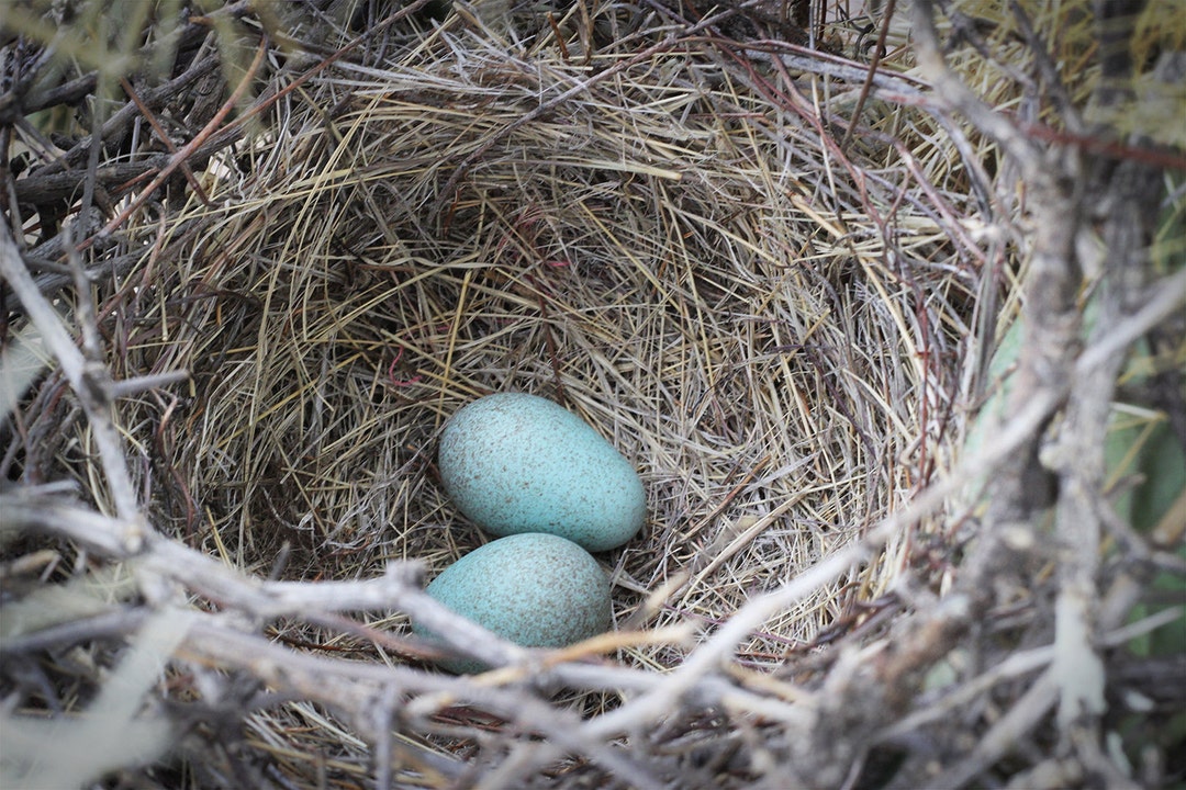 Bird's Nest Photo, Blue Eggs in Nest, Photo Canvas or Print, Oversized ...