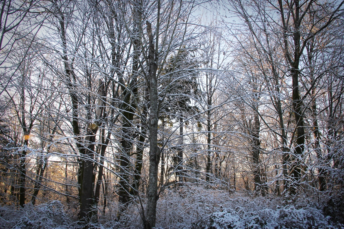 Snow on Trees Print Snow on Trees Canvas Snow on Trees - Etsy