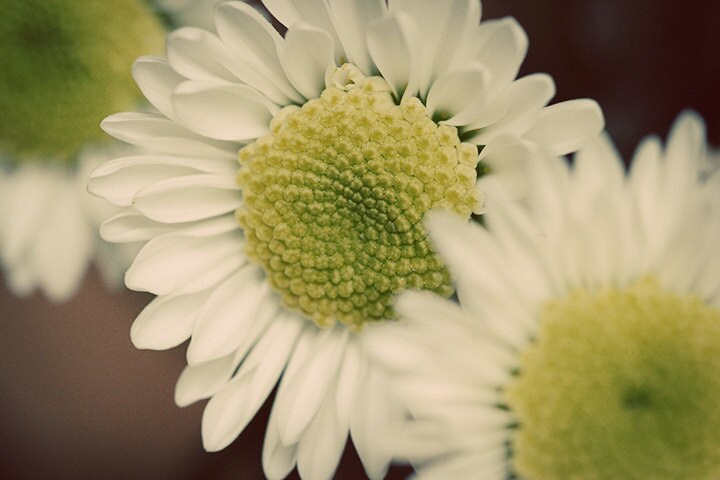 Daisy Photo, Daisy Print, Daisy Canvas, Green and Yellow, Flower Photo ...