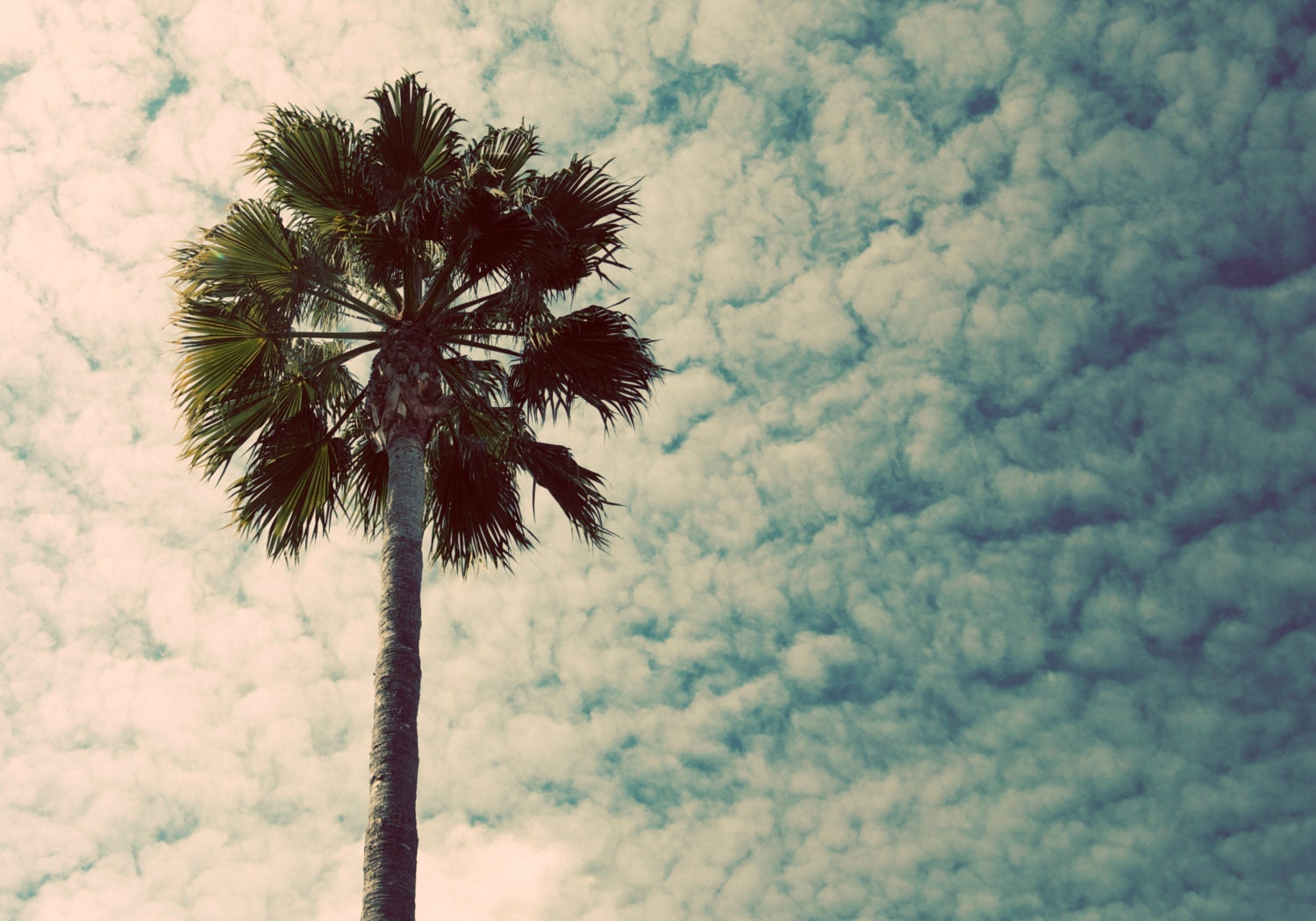 Retro Palm Tree Photo, Palm Tree Canvas, Palm Tree Print, Southern ...