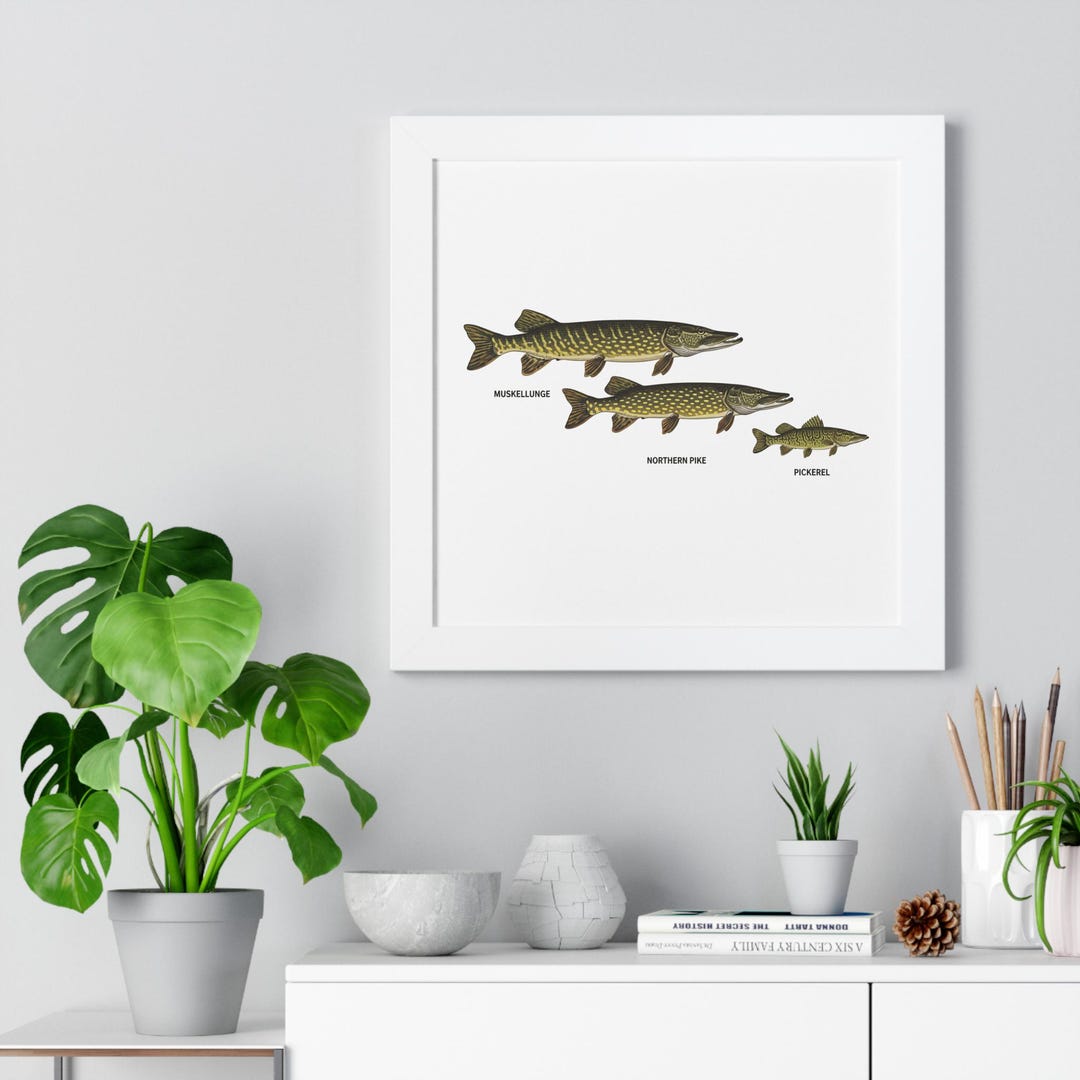 Pike Species Chart Framed Poster | Northern Pike, Muskellunge, Pickerel ...