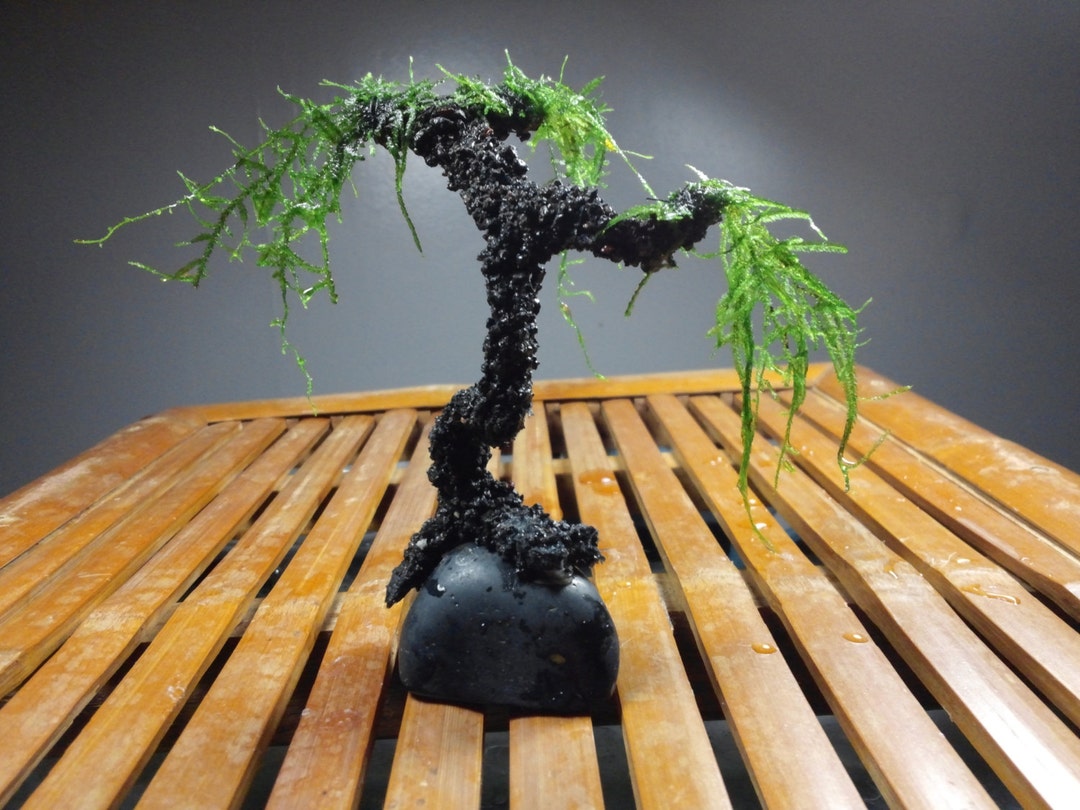 AQUA BONSAI TREE for Your Aquarium - Etsy