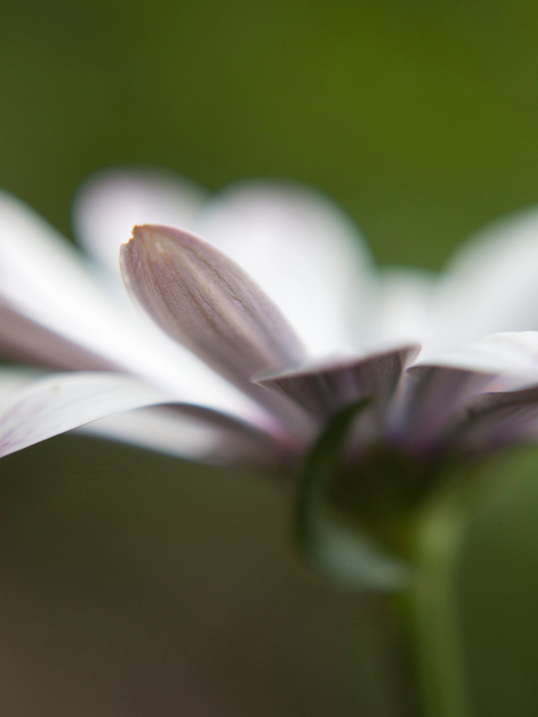 Flower Photography Prints Nursery Wall Art Girls Room Decor Fine Art ...