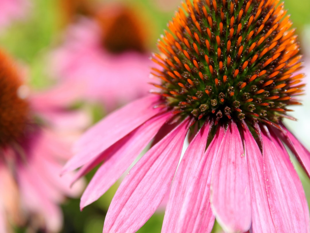 Coneflower Print, Botanical Print, Flower Photography, Pink Wall Art ...